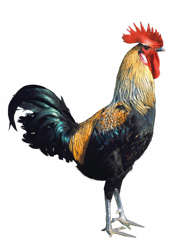 alektryon efsanesi ve güneşin habercisi horoz -arkeorehber