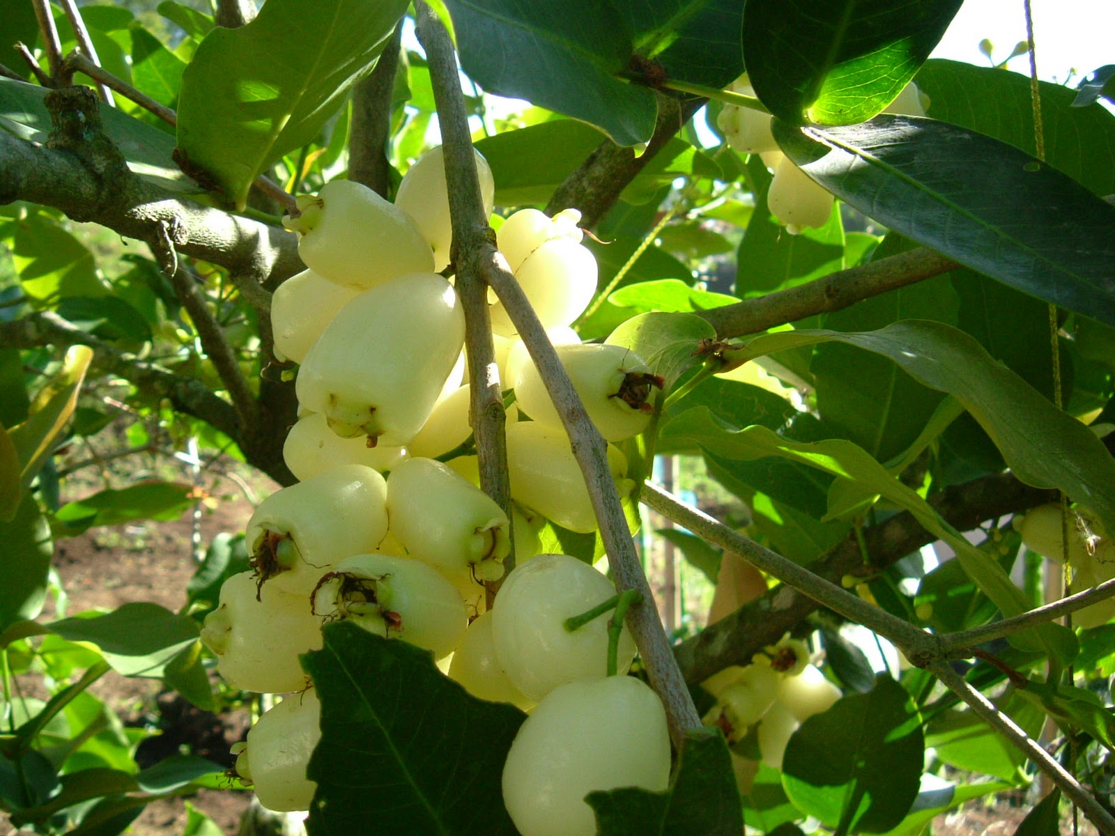 Bibit Buah Bunton Malang: Macam - macam Jambu Air