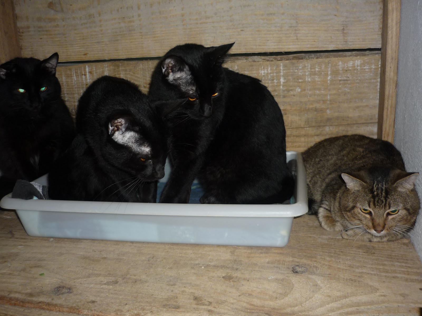 Lar São Francisco: Novidades do gatil