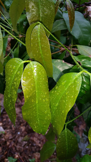 Warisan Petani: Pokok Belinjau.