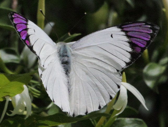 Namibia Reservations: Queen Purple Tip Butterfly in Namibia
