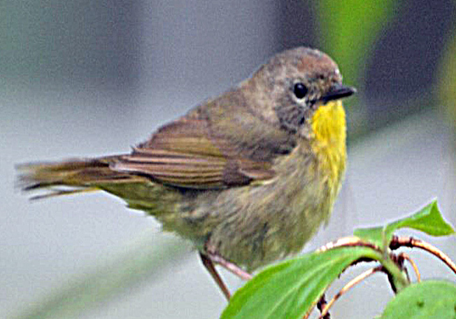 nature tales and camera trails: Another Warbler in Bird Alley