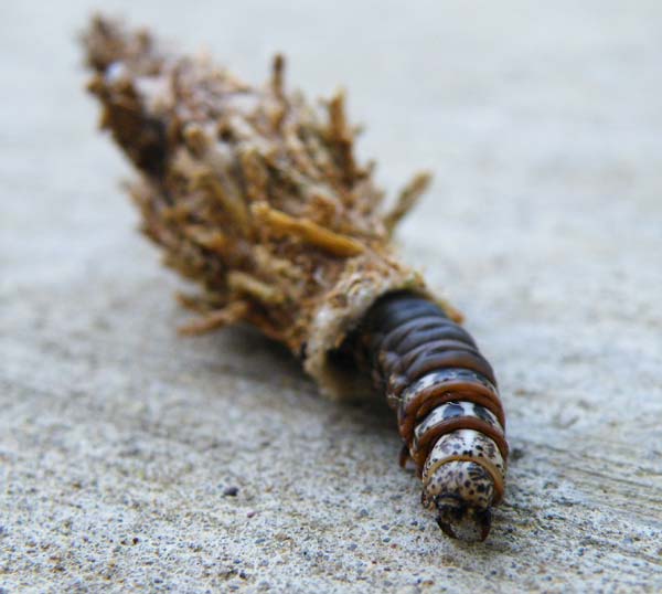 Lawrence Landscape: Bagworms!! It could happen to you...