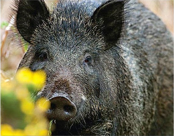 La Chachipedia: El cerdo. Sus scrofa domestica.