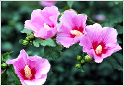 Otoke-Katarsis: Simbolos de Corea Del Sur (un poco de cultura)