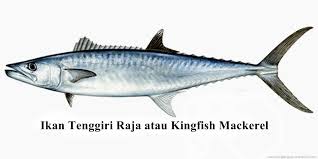 Mackerel Hunter: Cara-Cara Memancing Ikan Tengiri