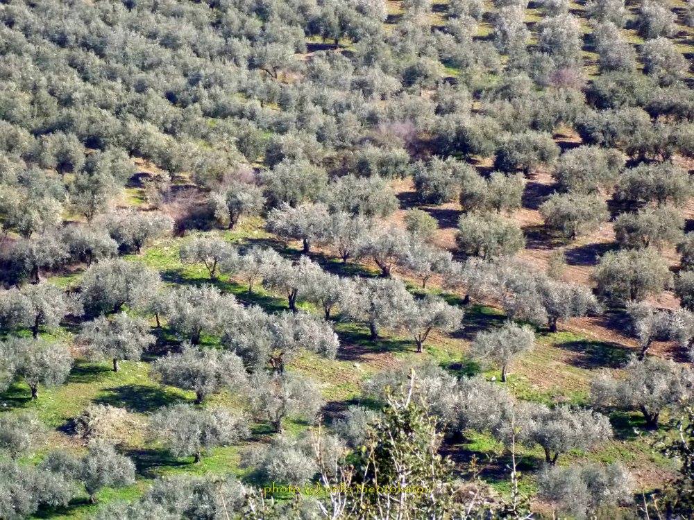 Homo Universalis: ΜΟΝΟΠΑΤΙ ΣΙΔΗΡΟΔΡΟΜΙΚΩΝ - ΦΩΤΟΓΡΑΦΙΚΟ ΑΛΜΠΟΥΜ ΤΗΣ ...