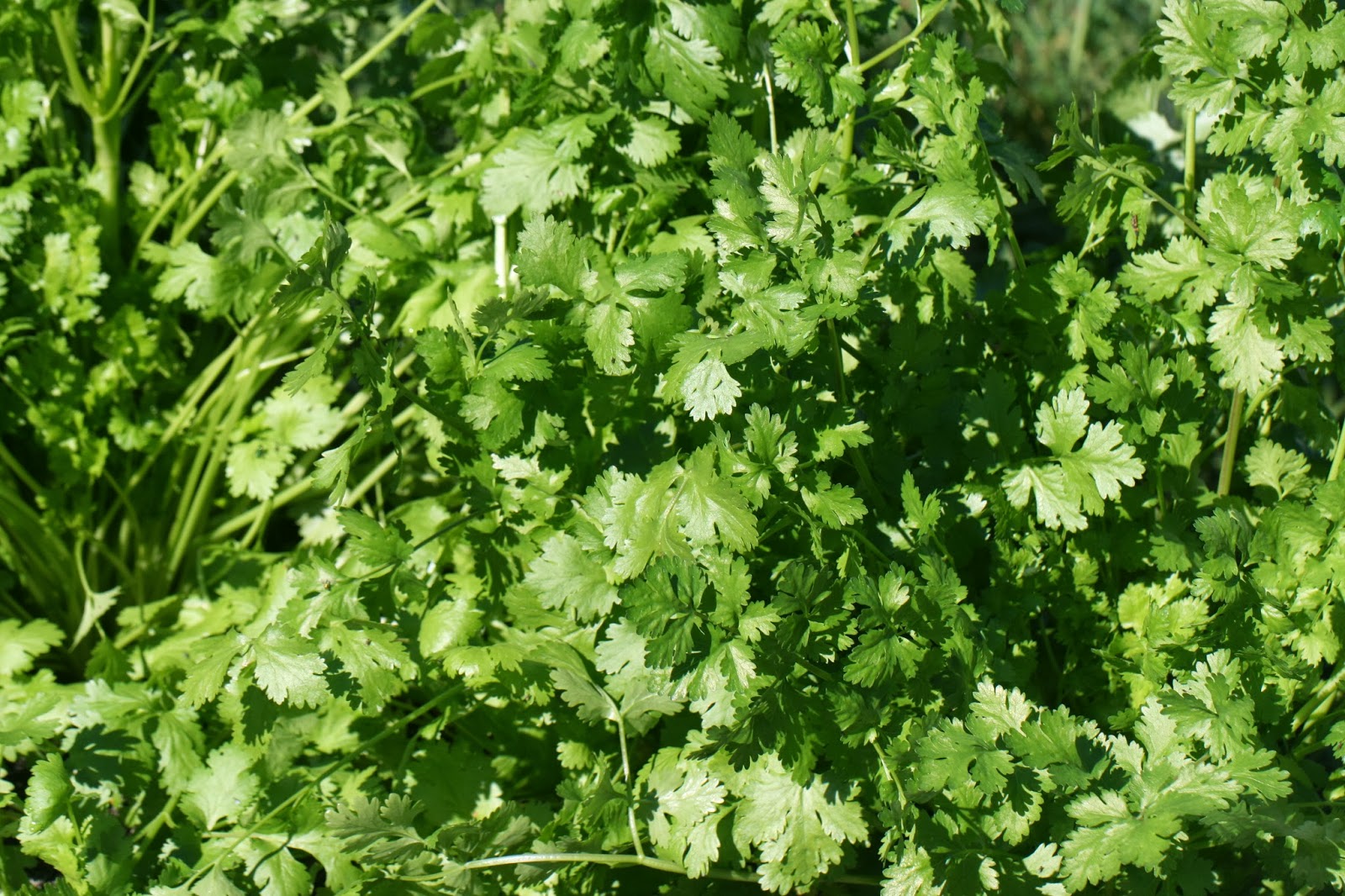 Sulcata Grove: Cilantro