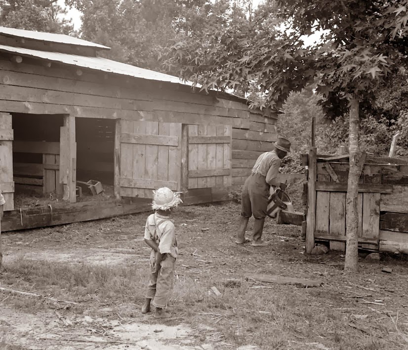 The male head of the household with youngster, slopping (feeding) hogs ...