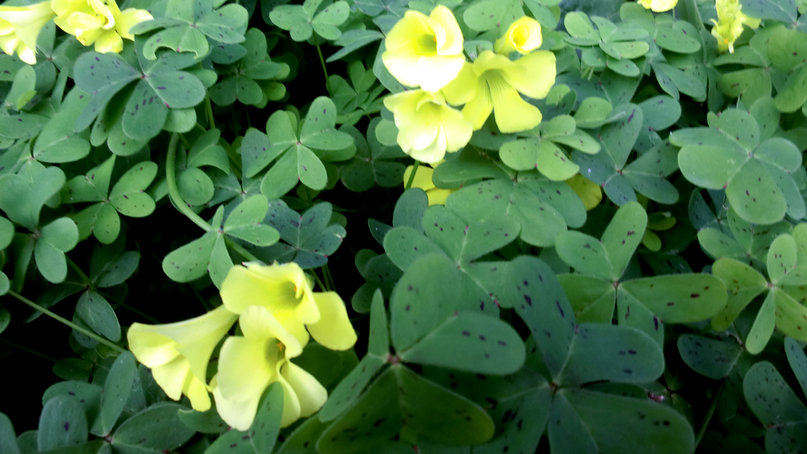 Giardino e Campagna: La malva e l'agret