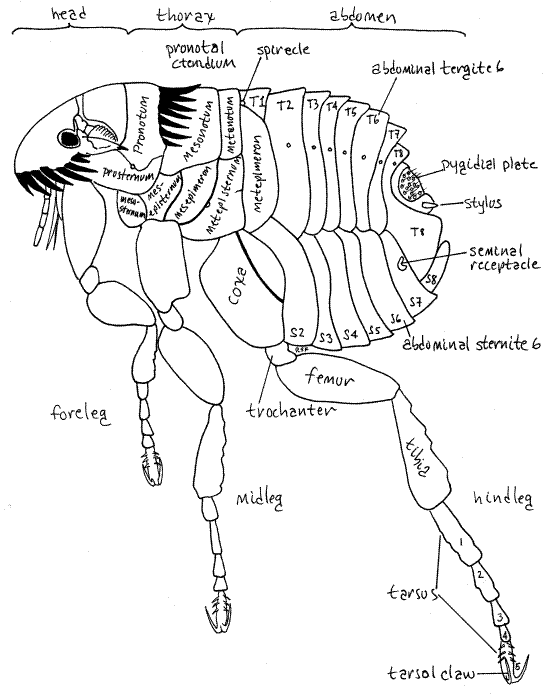 (DOCX) Morfologi Kutu Kucing - DOKUMEN.TIPS