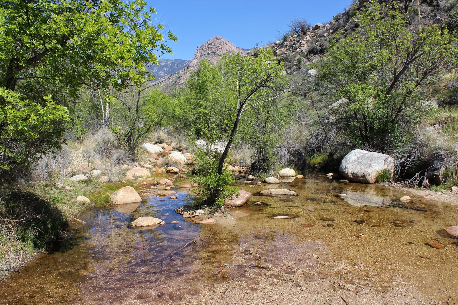 gjhikes.com: Catalina State Park (5)