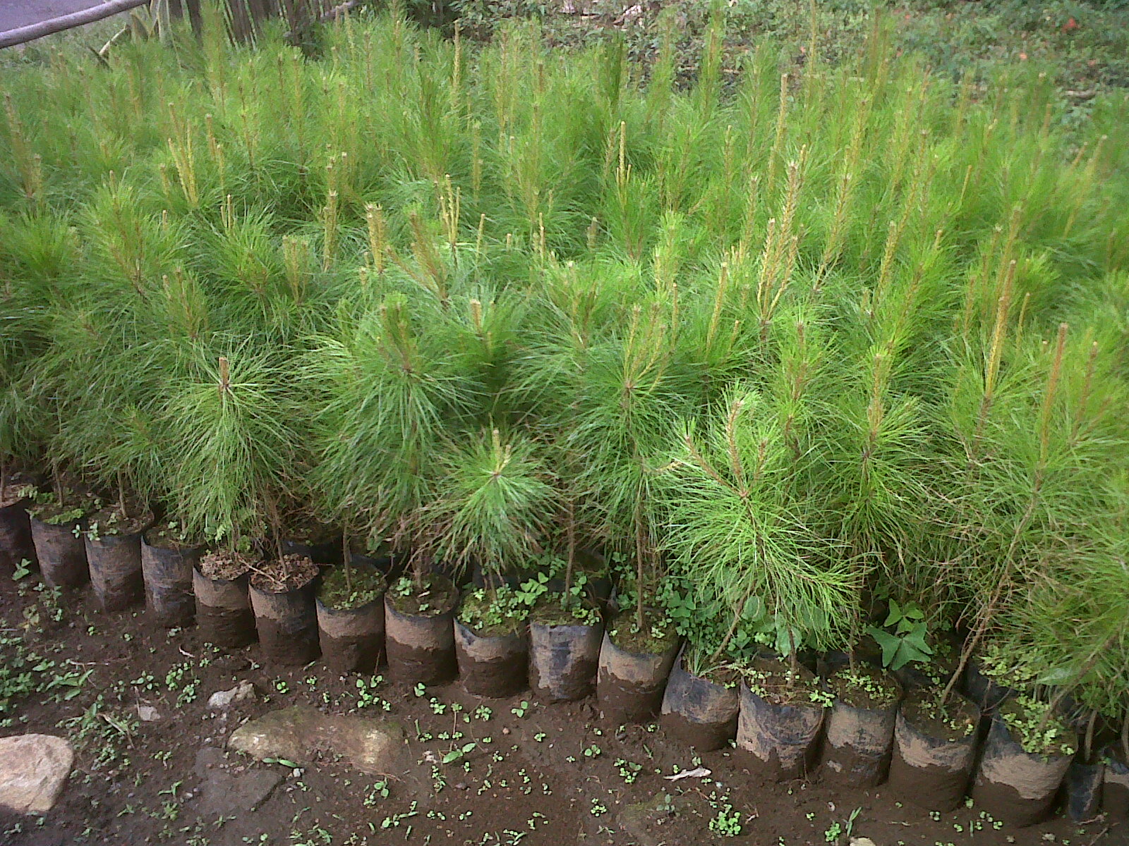 Cara Budidaya Pembibitan Pohon Pinus | Budidaya Bibit