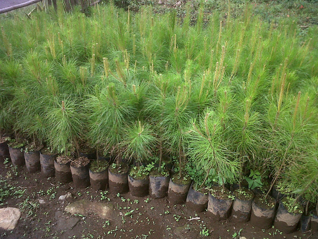 Cara Budidaya Pembibitan Pohon Pinus | Budidaya Bibit