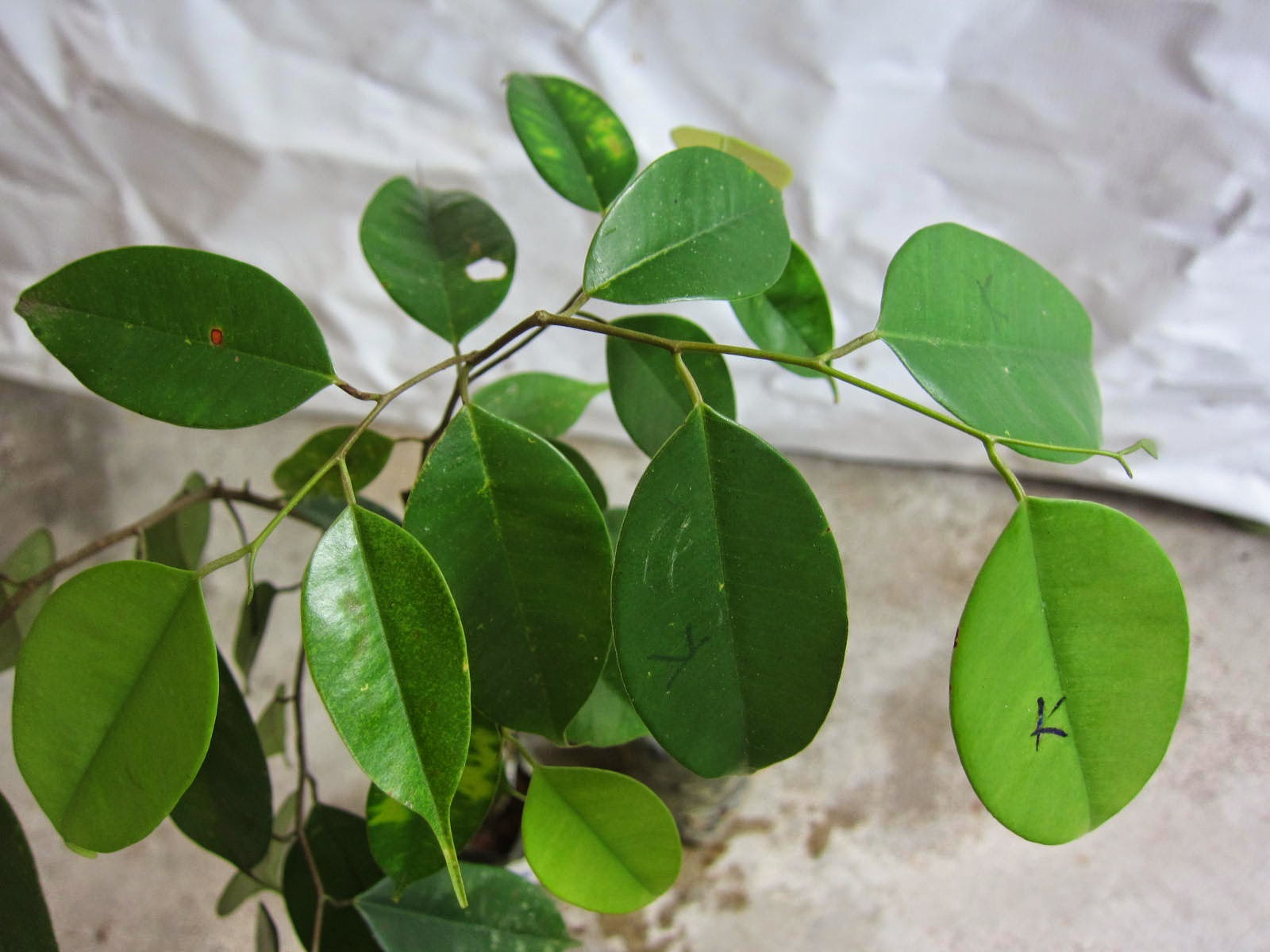 Dari Hutan ke Bandar...: BENIH POKOK KAPUR (Dryobalanops aromatica)