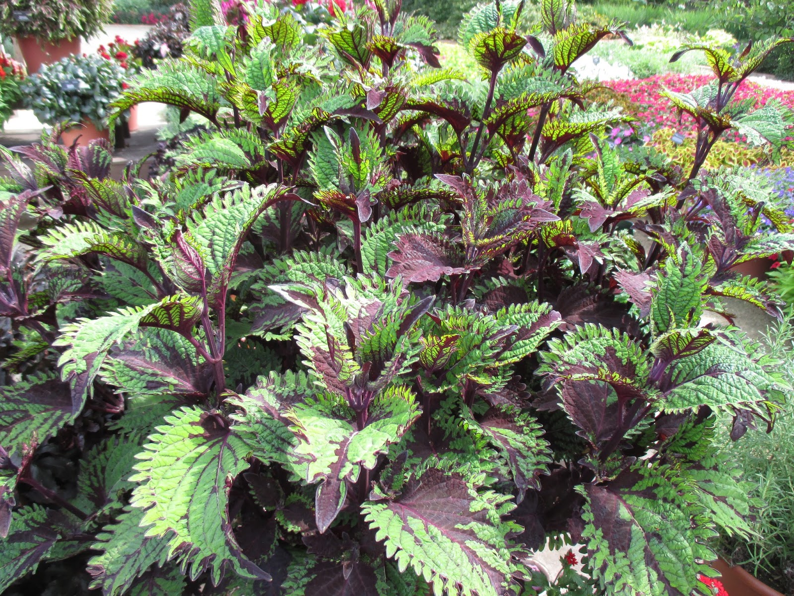 Rotary Botanical Gardens - Hort Blog: New Coleus For Consideration