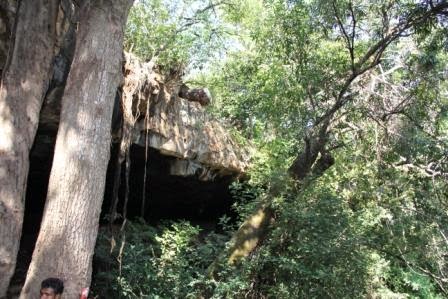 Kardali Van: Photo Album 4 - Kardalvanam - Forest