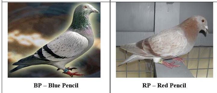 Penyebutan Kode Warna Global Pada Merpati Pos