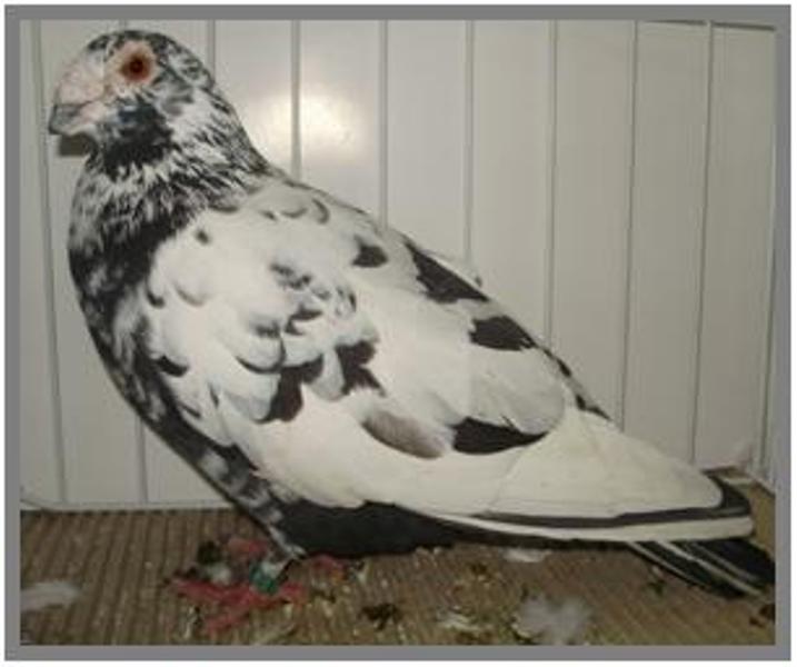 Polish Wattle Pigeon | BD PIGEONS