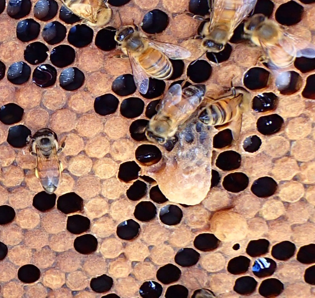 They Don't Bite- a novice beekeeper's journey : Great Ball of Bees part 2