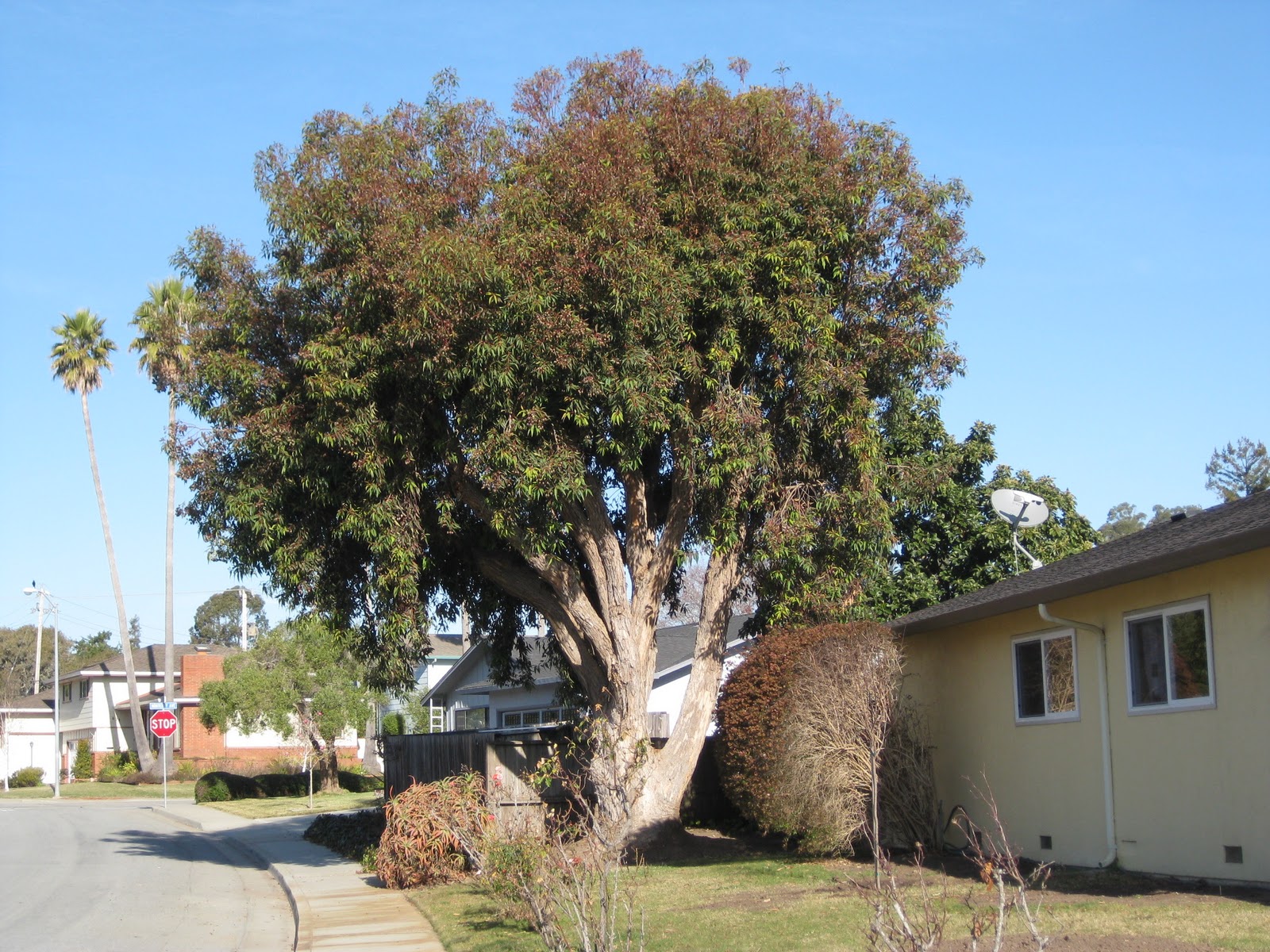 Trees of Santa Cruz County: Corymbia ficifolia - Red Flowering Gum