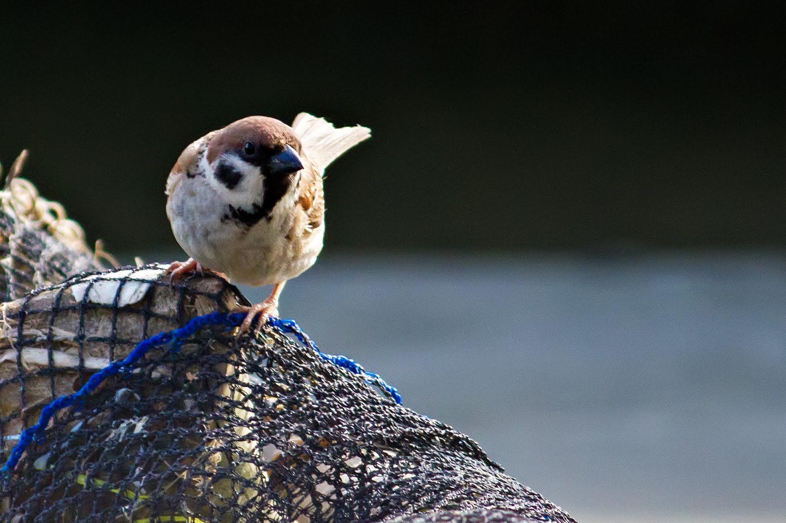 Lher Ocampo Photo Diary: Consuelo Macabebe Pampanga Beach