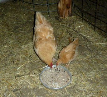 5 Acres & A Dream: Chicken Little