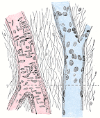 The Pump and the Tubes: The Lienogastric trunk