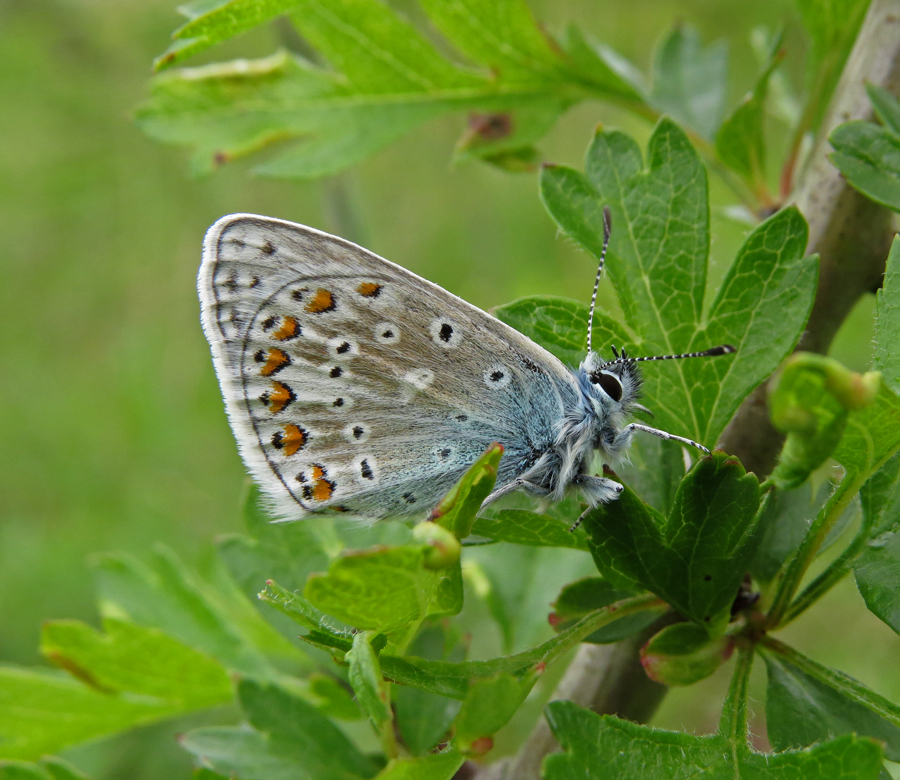 Trittiford mill pond and Birding adventures from near and afar ...