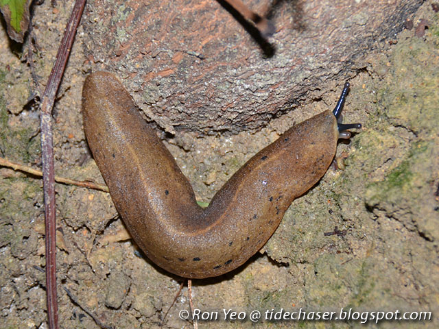 tHE tiDE cHAsER: Terrestrial & Freshwater Gastropods (Snails & Slugs ...