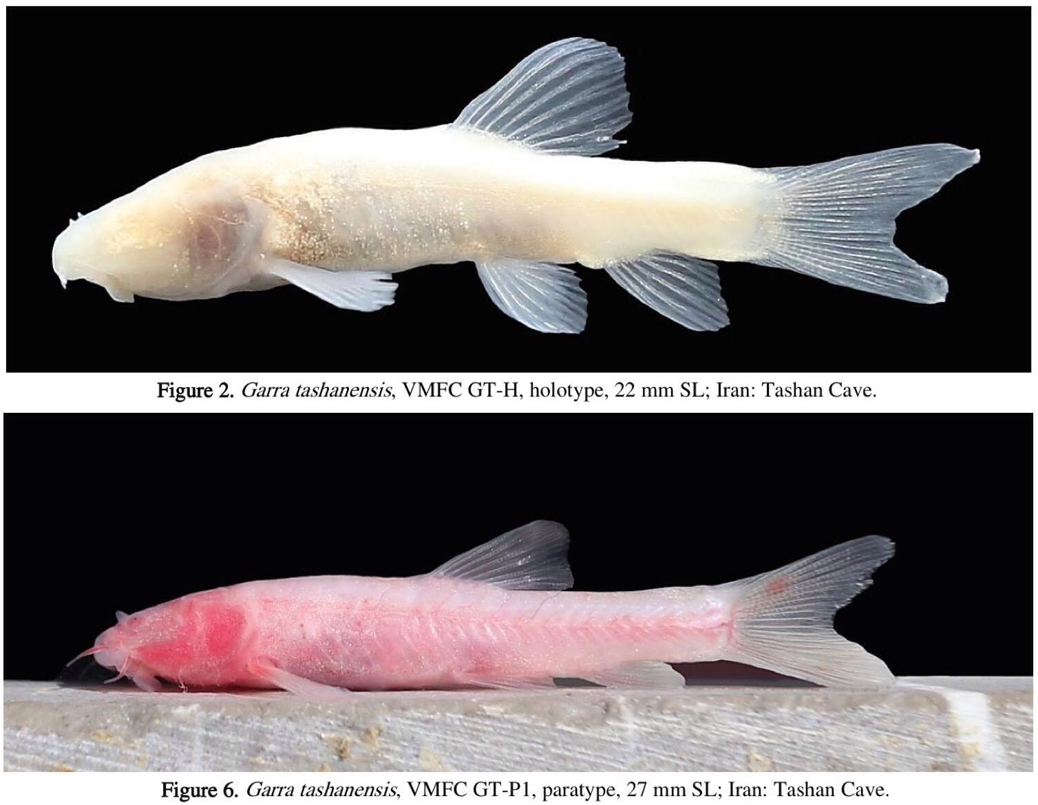 Species New to Science: [Ichthyology • 2016] Garra tashanensis • A New ...