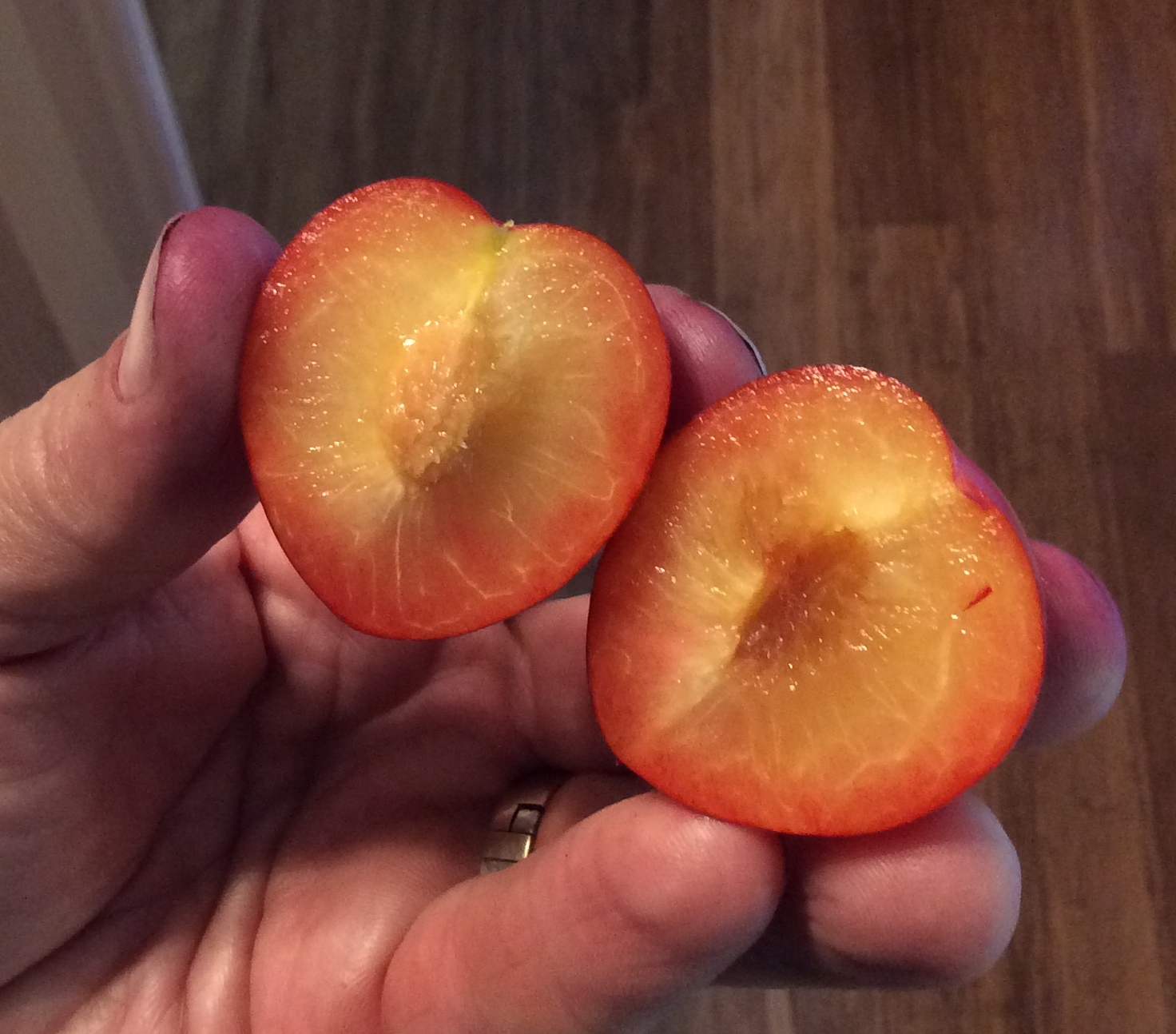 Daniel's Pacific NW Garden: Sweet Treat Pluerry, First Fruit. 7.24.16