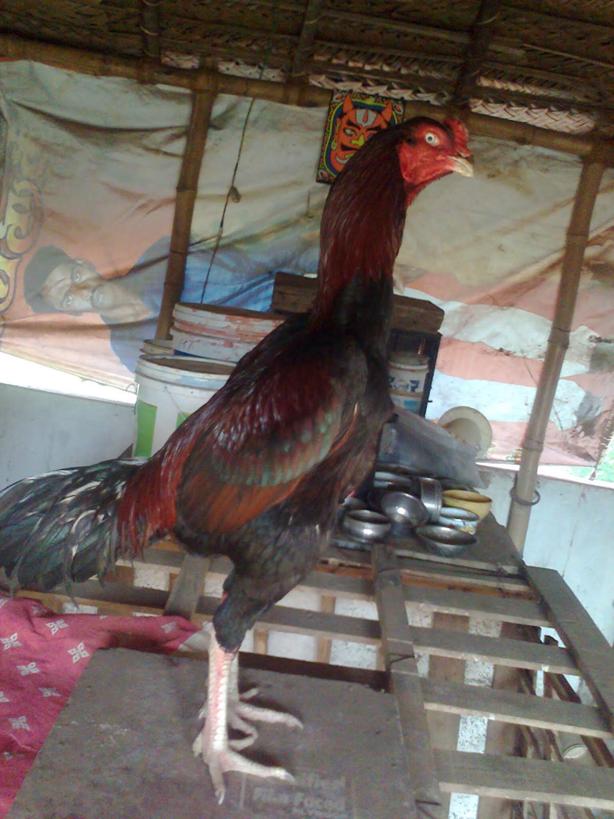 KING GHAZI: Indian Asil