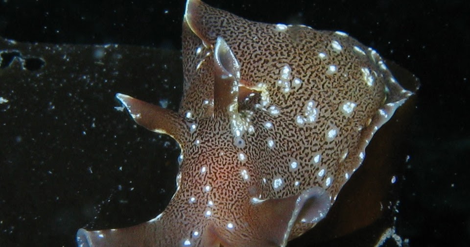 Real Monstrosities: Sea Hare