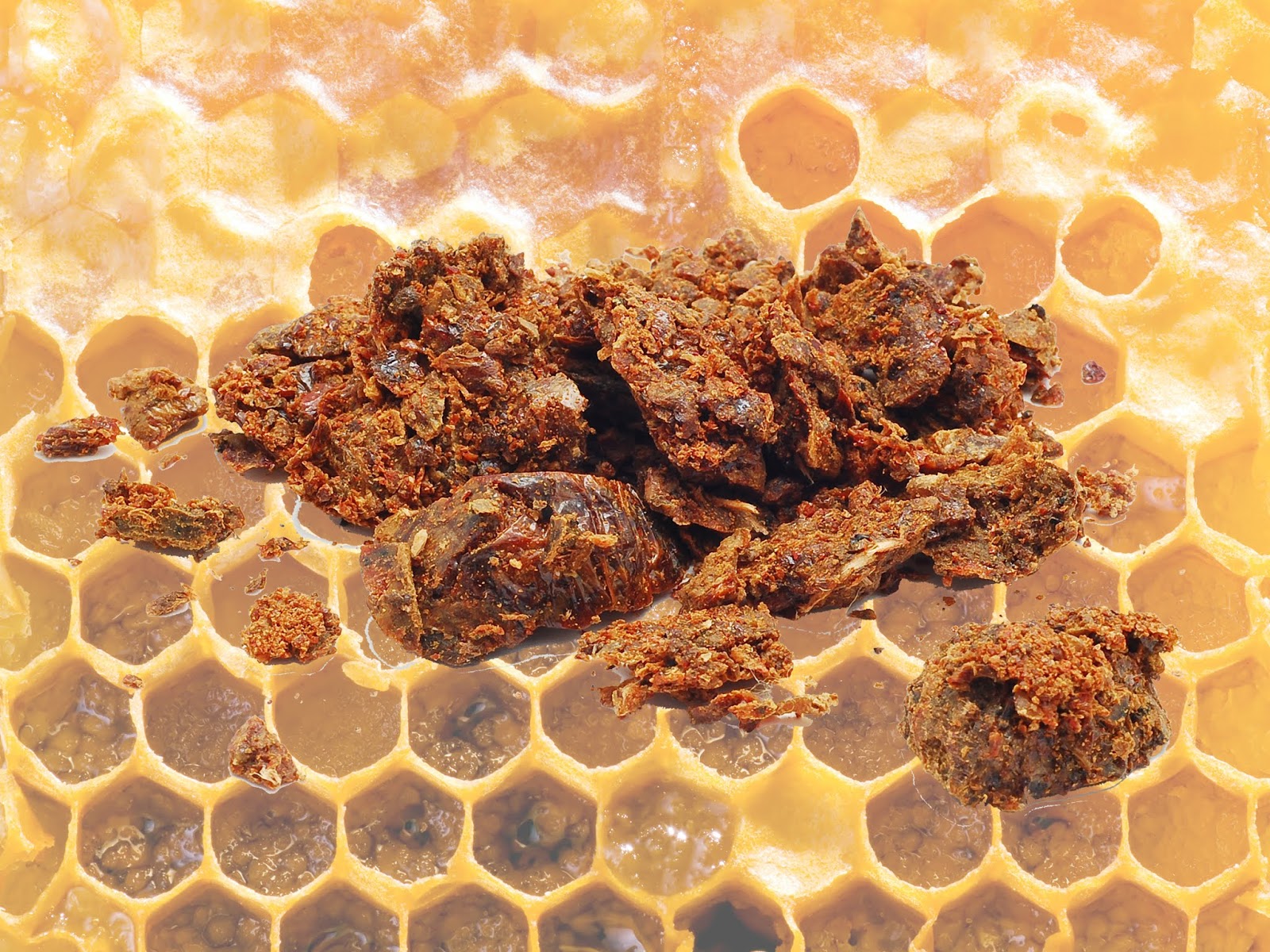 Tipos de Própolis e seus benefícios