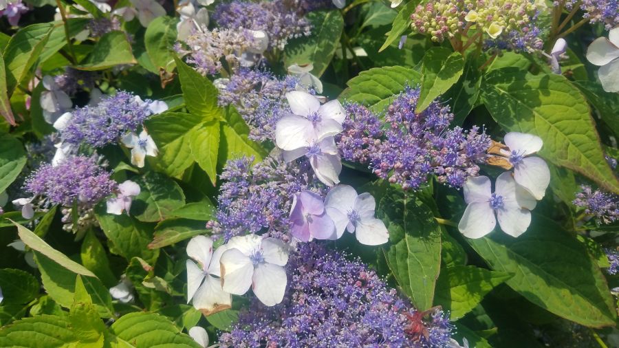 Future Plants by Randy Stewart: Hydrangea - Other Species