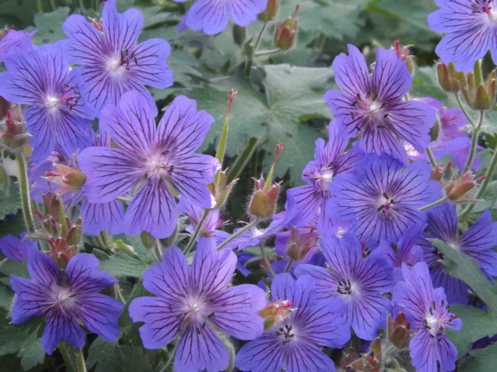 Le Jardin de la Salamandre: Geranium ibericum - Geranium platypetalum ...
