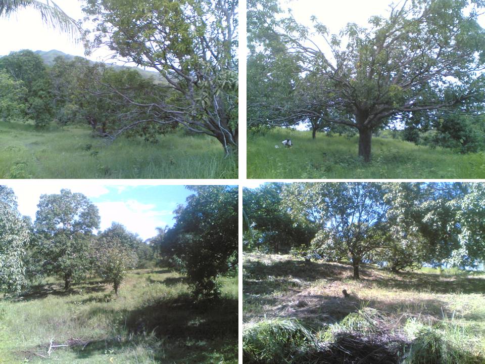 Sustainable Development: Cecid Fly or "Kurikong Manga"