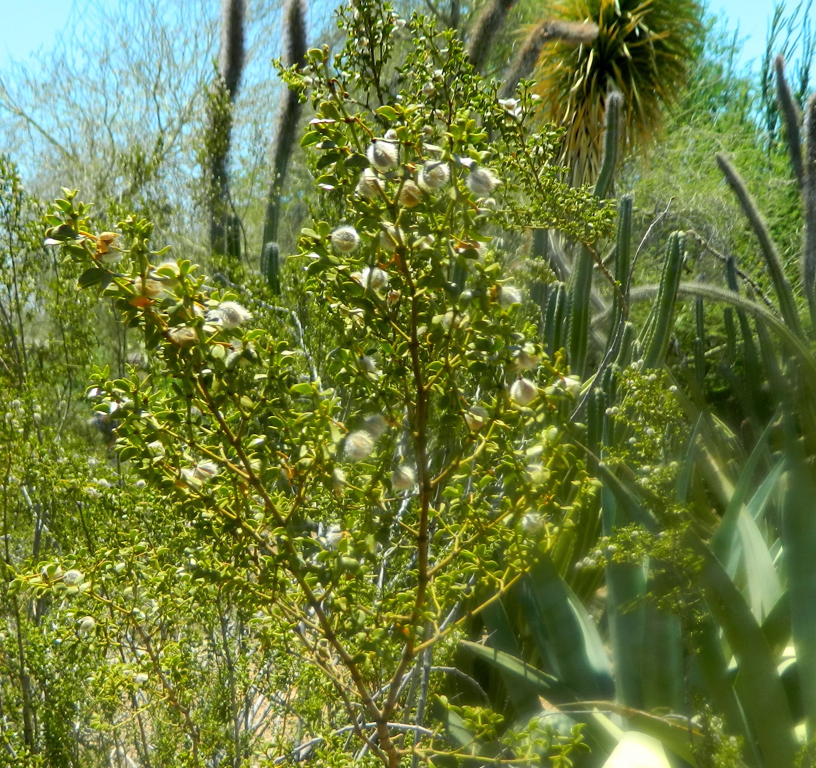 Pam's English Cottage Garden: Now for Something Completely Different