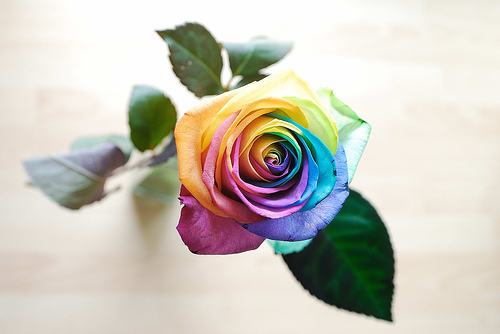 The Most Amazing Things: Most Beautiful colorful Roses