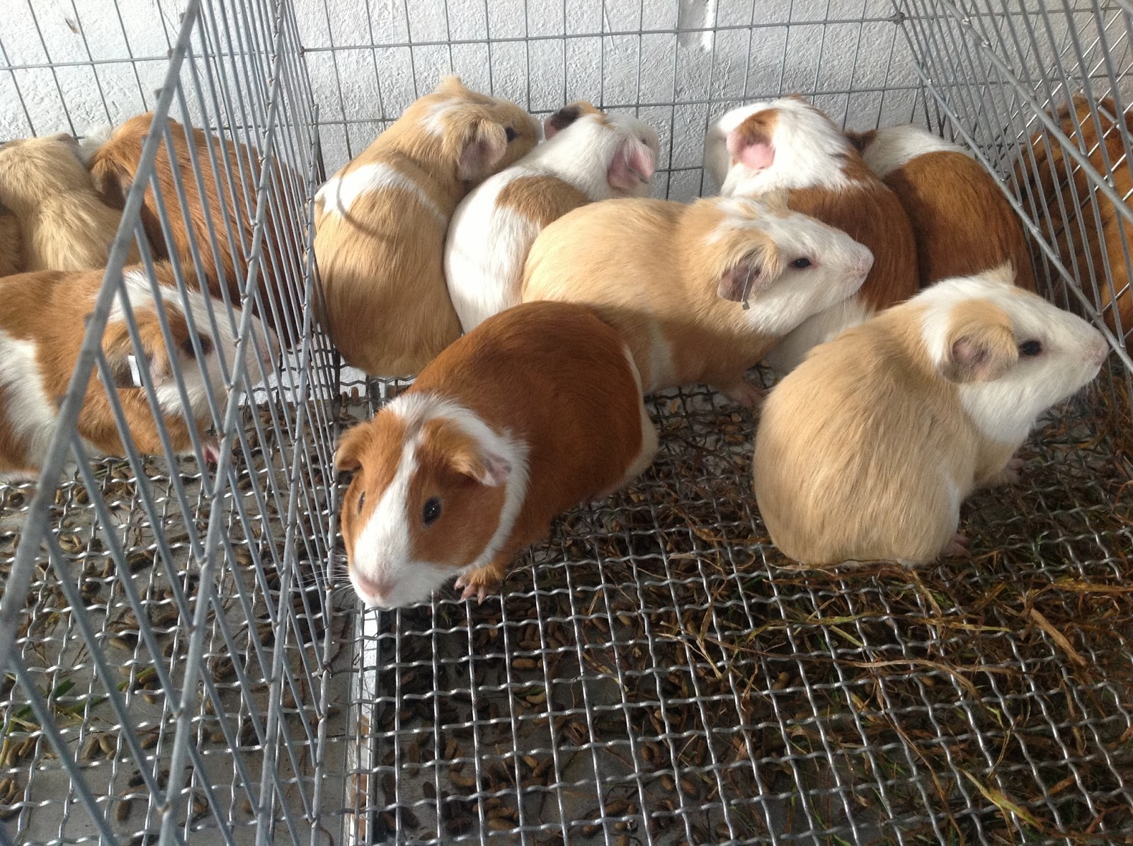 Primera Rueda de Negocios de Cuyes