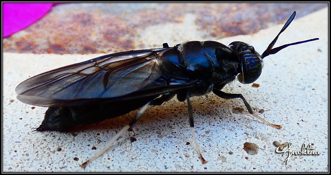 Biodiversitat del Marquesat: Una exòtica no invasora pel Marquesat: la ...