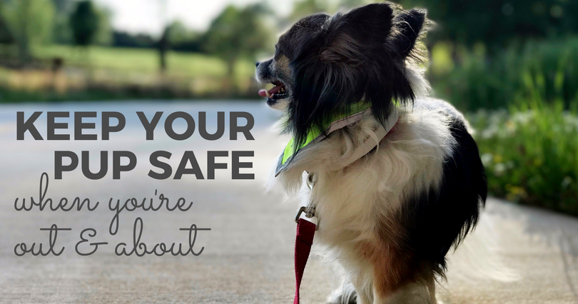 How to Keep Your Pup Safe When You're Out & About - A Paper Arrow