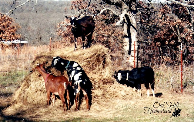 How To Feed A Round Bale of Hay with Less Waste - Oak Hill Homestead