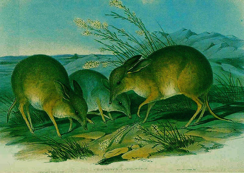 Honevo Blog: EXTINCT MAMMALS