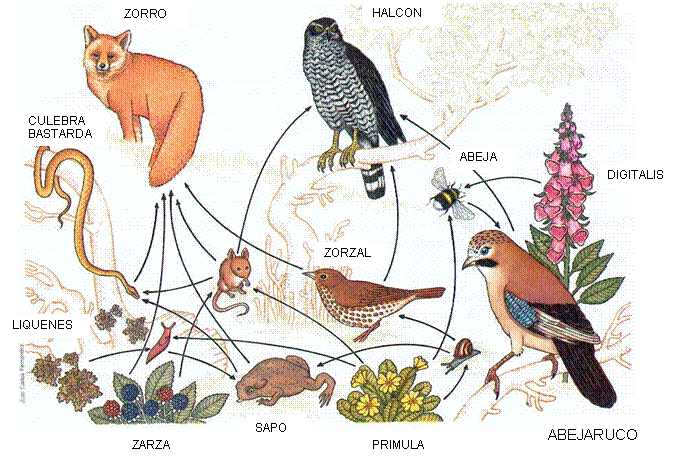 Red trofica terrestre - Imagui