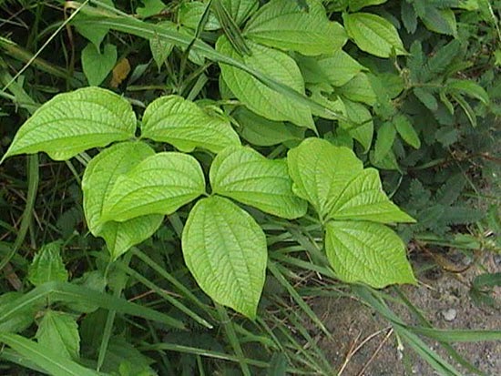 F L O R A: Uwi Gadung