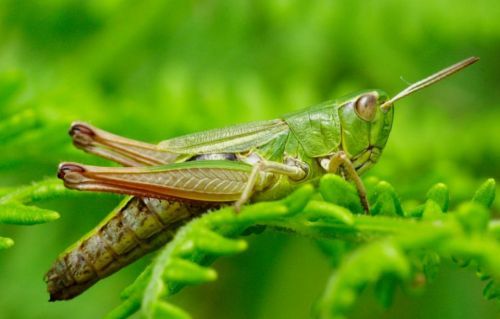 adrianbucurescu: Lăcusta