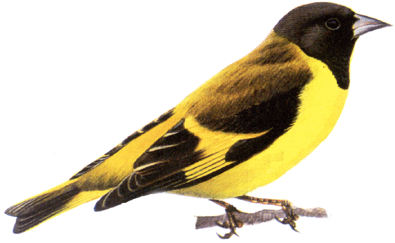 Carduelis Americanos: Carduelis Notata.