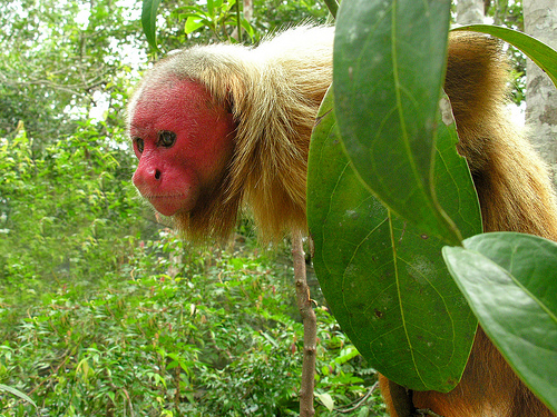 Conheça o macaco de rosto vermelho da Amazônia ~ CALDEIRÃO DO MUNDO ...